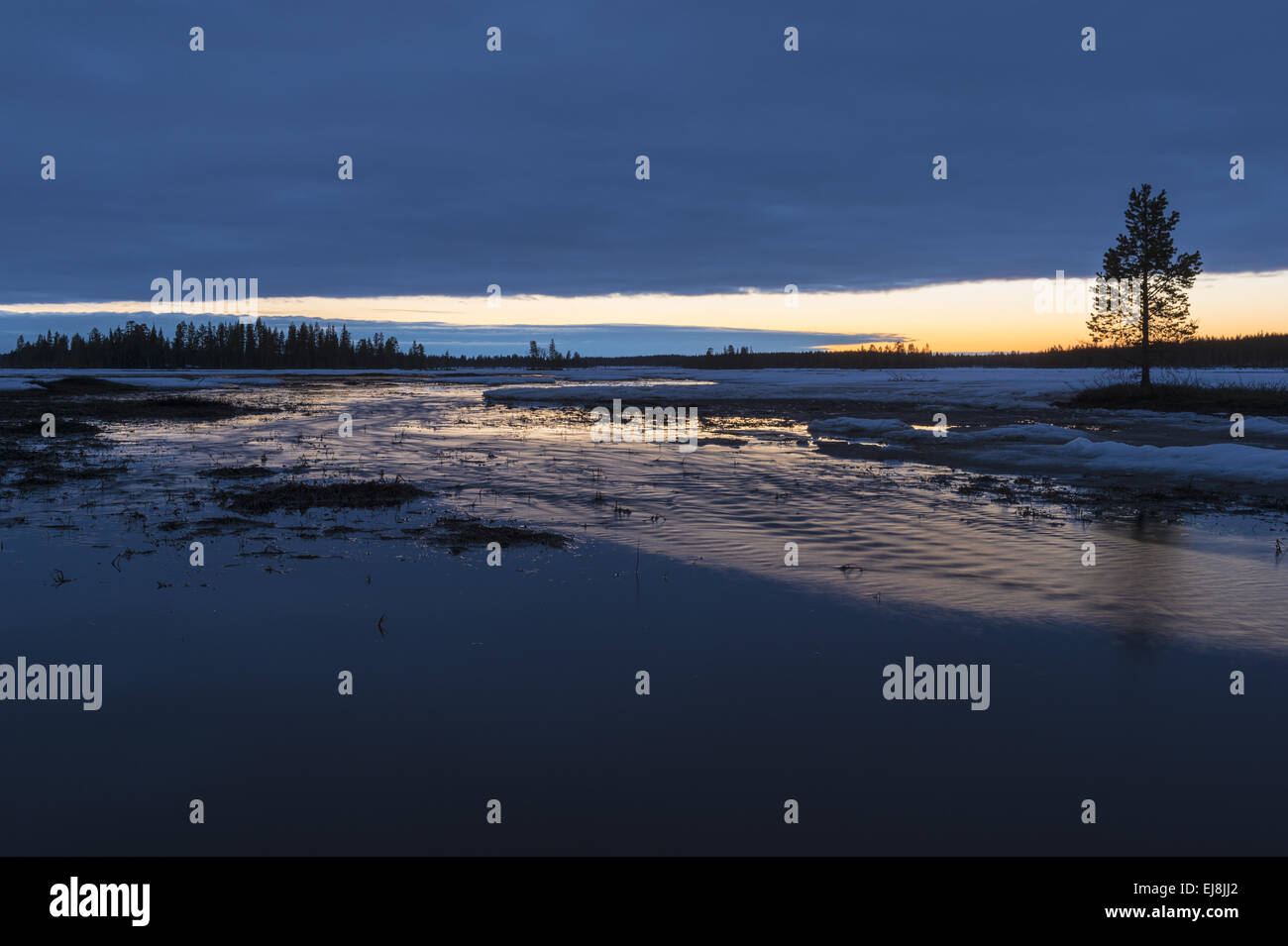 swamp landscape by night, Lapland, Sweden Stock Photo - Alamy