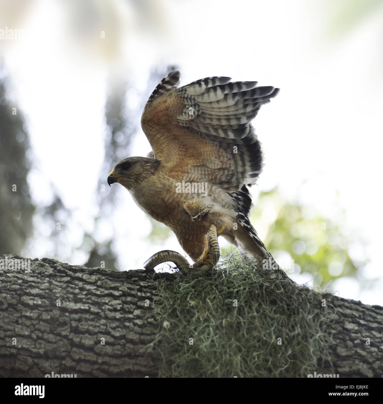 Red-shoulder Hawk With Snake Stock Photo - Alamy