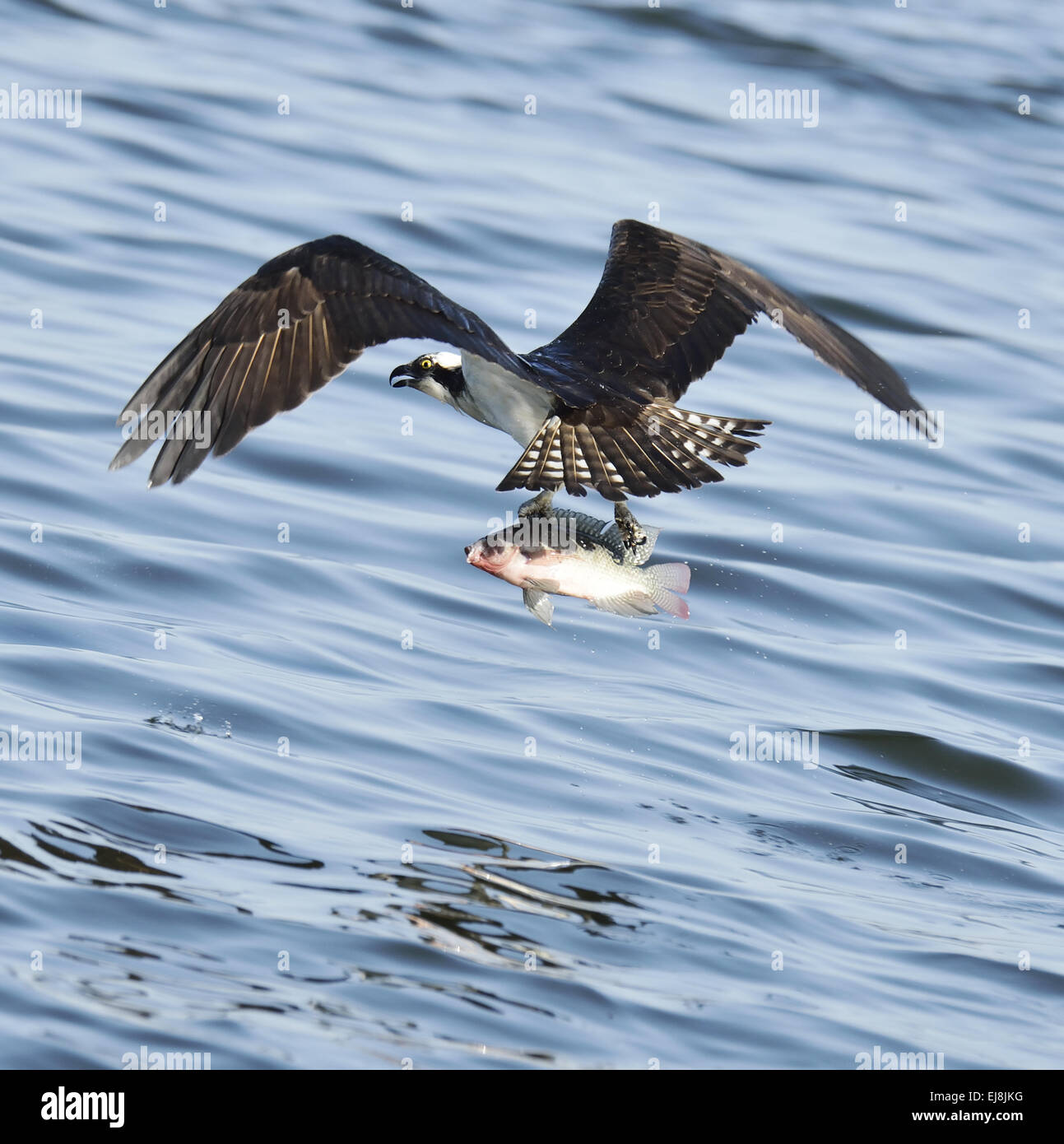 Osprey catching fish hi-res stock photography and images - Alamy