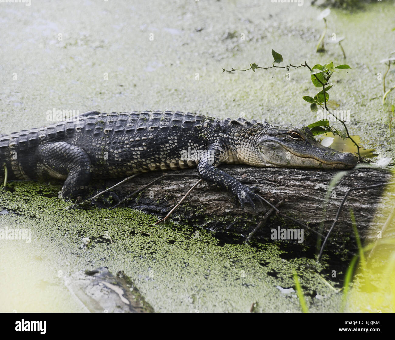 American american alligator hi-res stock photography and images - Alamy