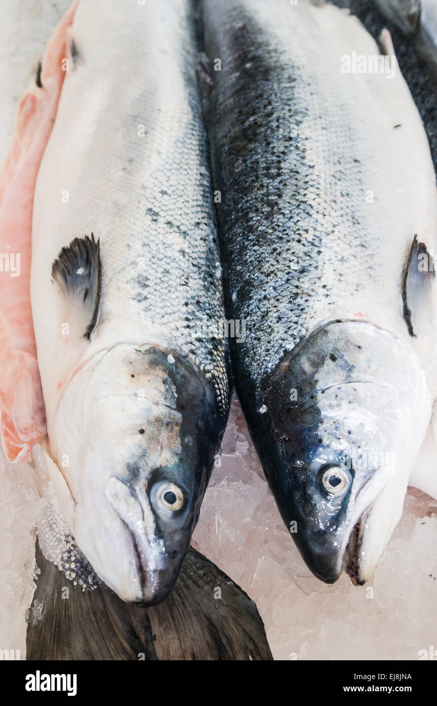 Salmon close-up Stock Photo - Alamy