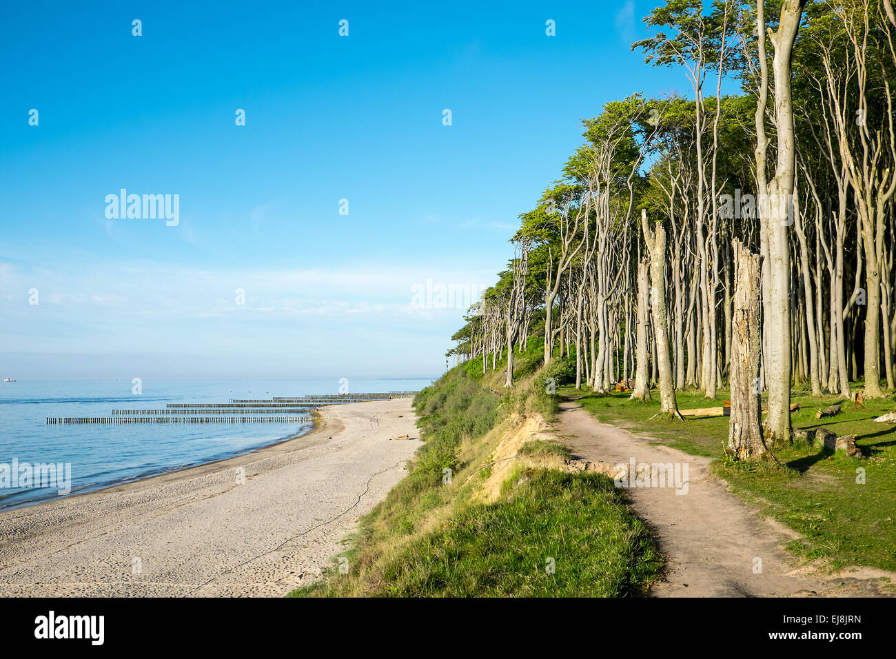 Beech tree forest at the Baltic Sea Stock Photo - Alamy