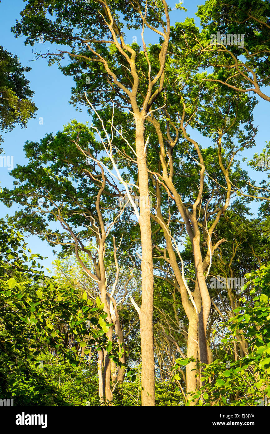Canopy of tree hi-res stock photography and images - Alamy