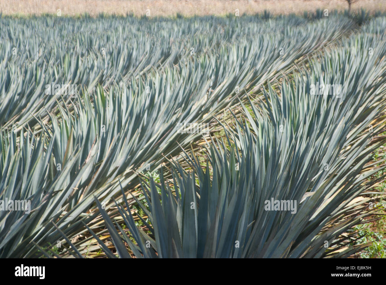 Agave plant mexico hi-res stock photography and images - Alamy