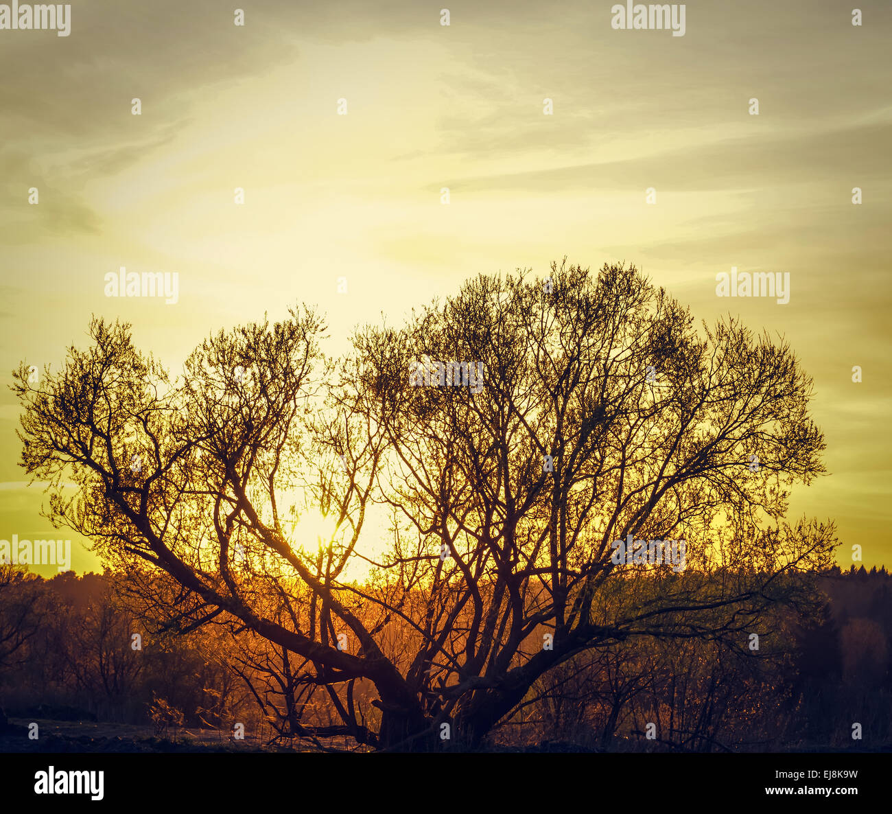 sun on a tree Stock Photo - Alamy