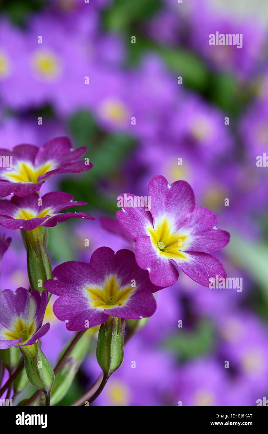 Flower lilac primrose a background Stock Photo - Alamy