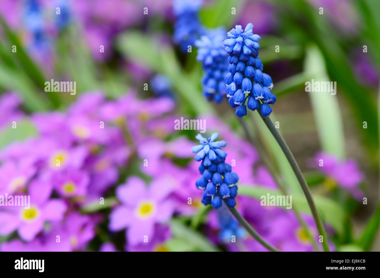 Blue spring flowers in the garden Stock Photo - Alamy