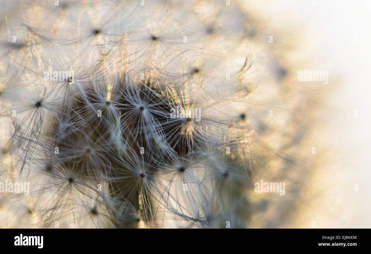 Big dandelion head Stock Photo - Alamy