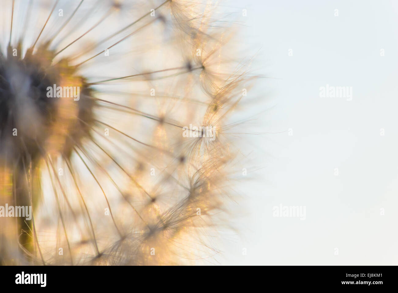 Big Flower Head High Resolution Stock Photography and Images - Alamy