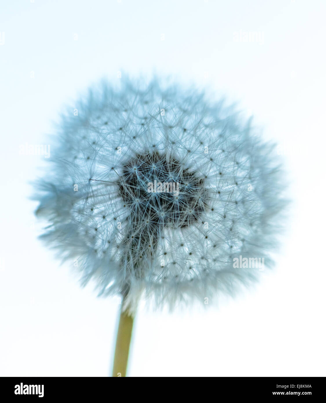 Dandelion head hi-res stock photography and images - Alamy