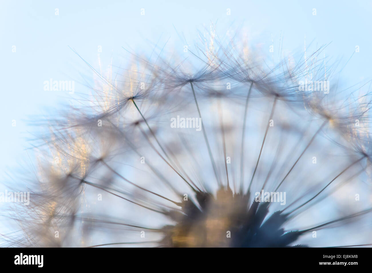 Dandelion head hi-res stock photography and images - Alamy