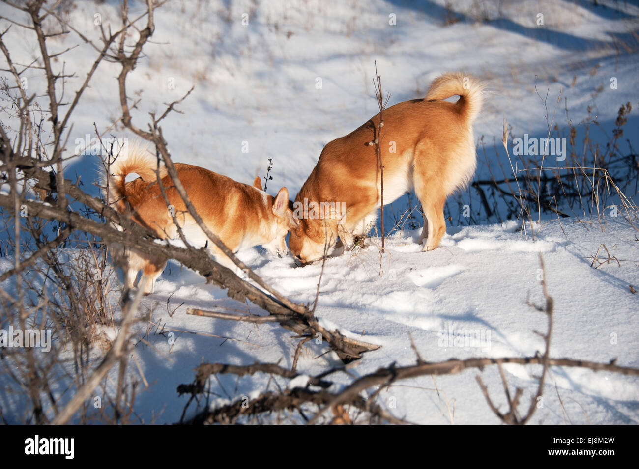 Dogs Digging Stock Photos & Dogs Digging Stock Images - Alamy