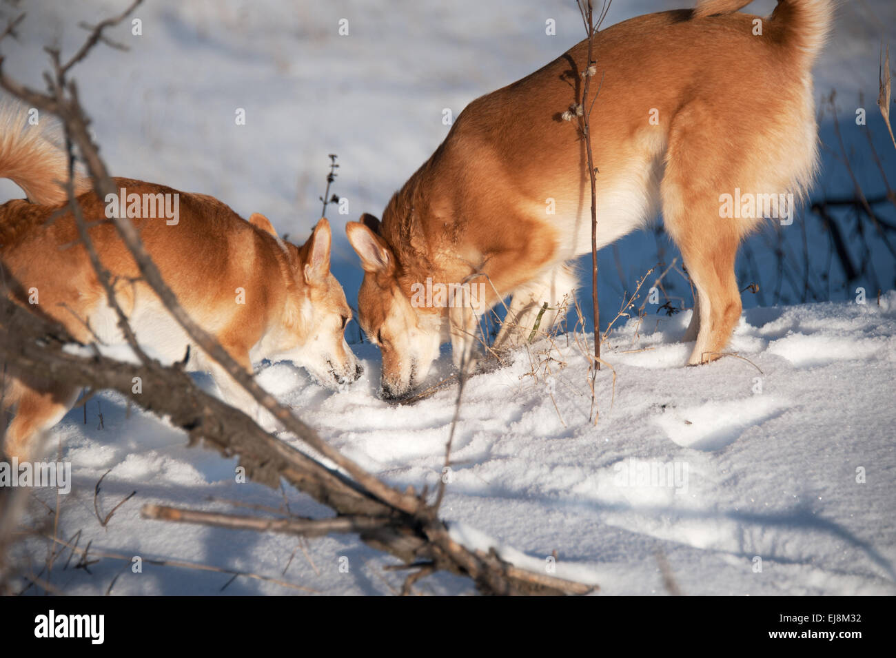 Dogs digging snow Stock Photo - Alamy