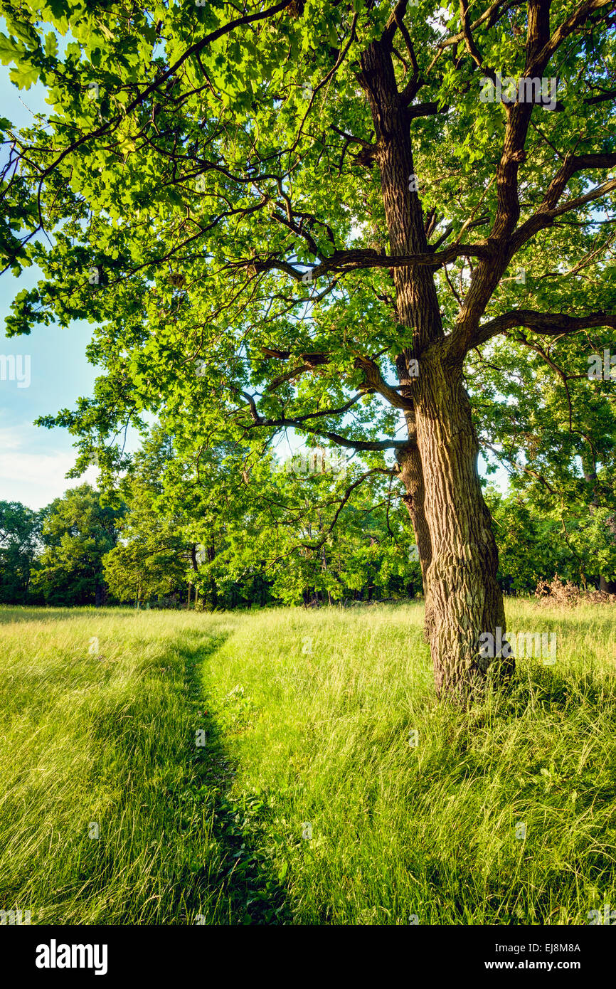 Summer Sunny Forest Trees, Green Grass, Lane, Path, Pathway. Nature ...