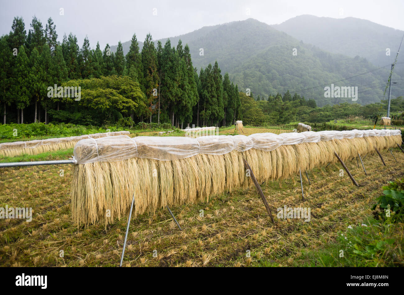 Rice hung up to dry in Shirakawa-go, Gifu, Japan Stock Photo - Alamy