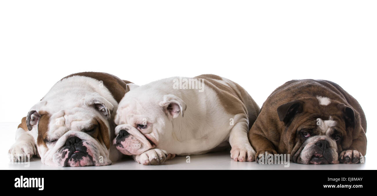 three generations of bulldogs - father, son and grandmother Stock Photo ...