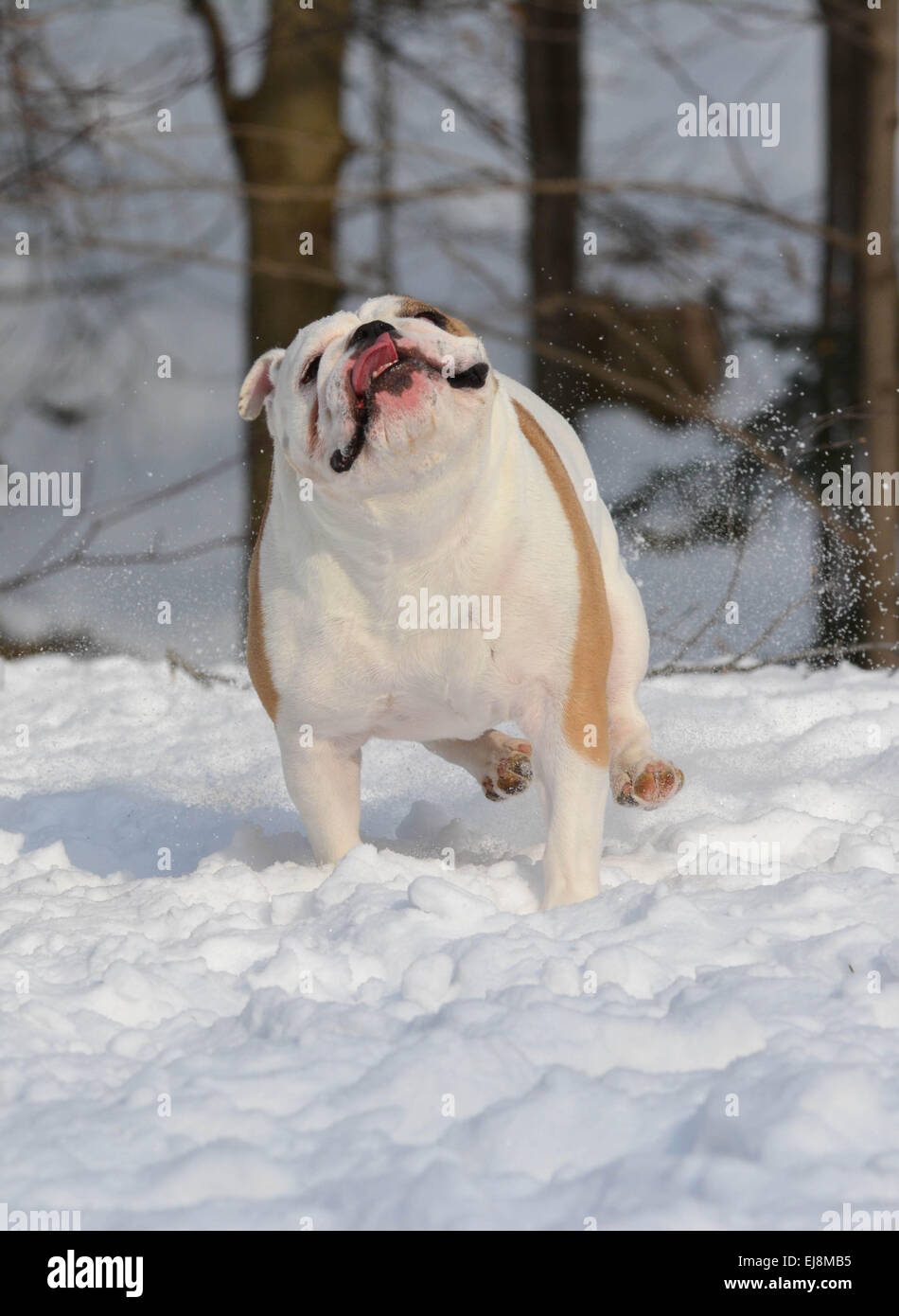 bulldog outside running in the snow in winter Stock Photo - Alamy