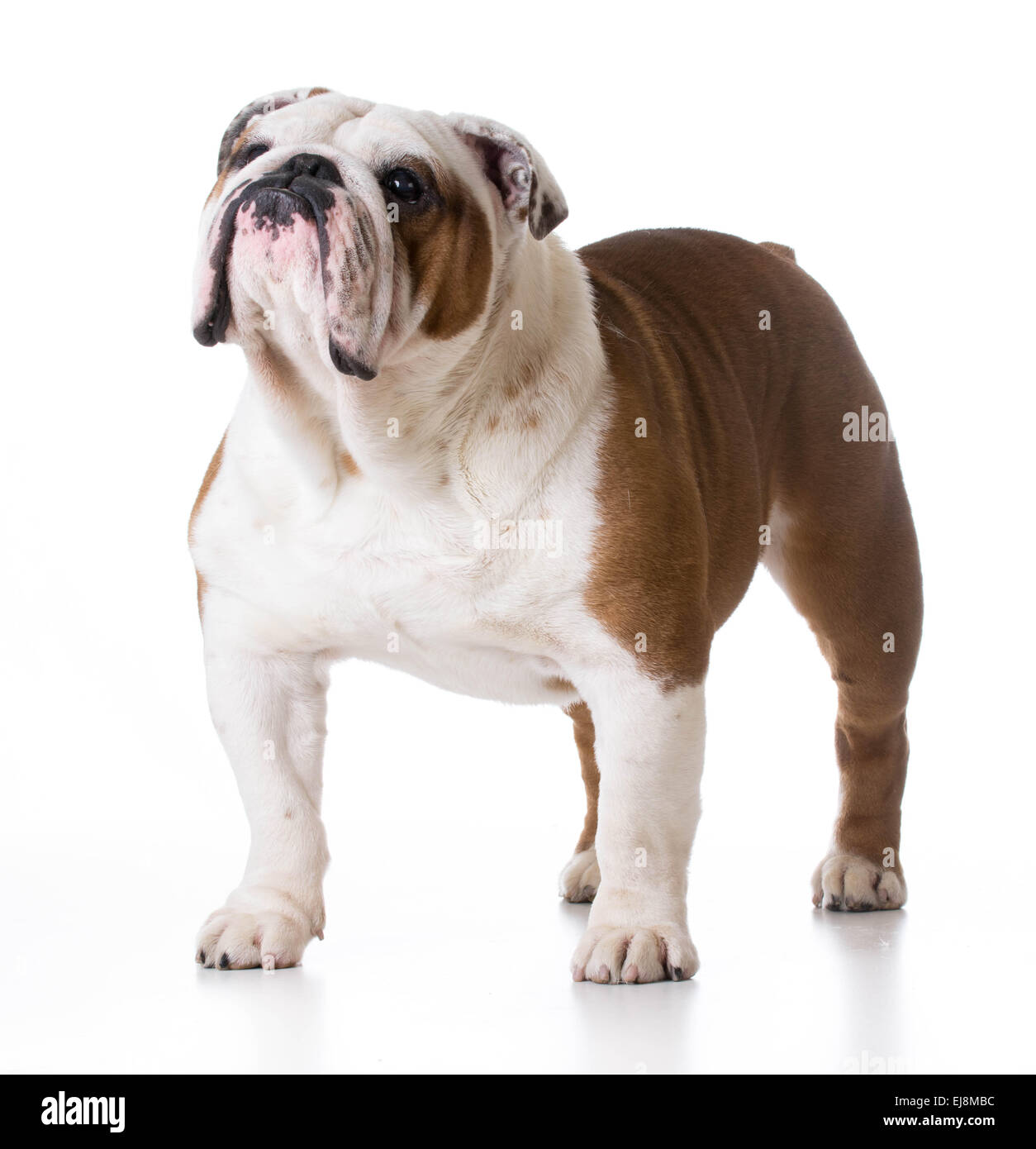 bulldog standing on white background - male 5 years old Stock Photo - Alamy