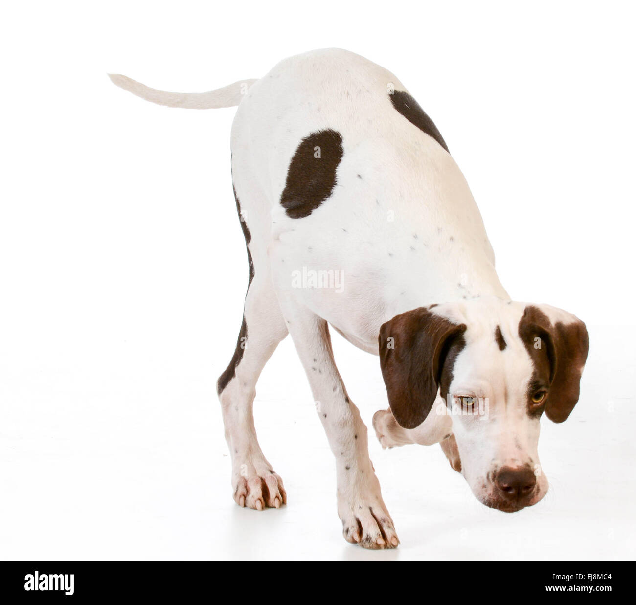 hunting dog - pointer smelling the ground isolated on white background ...