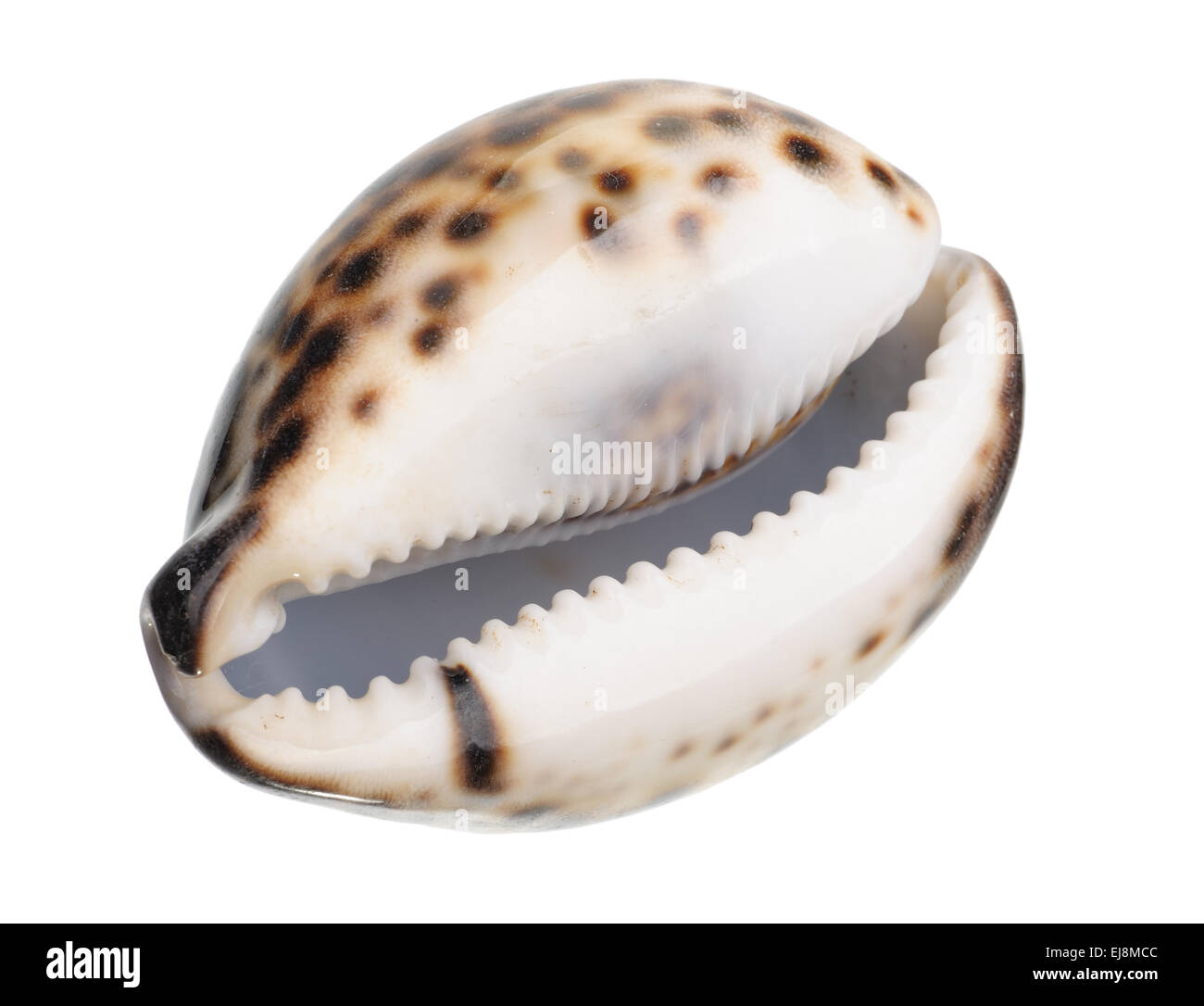 Shiny shell hi-res stock photography and images - Alamy