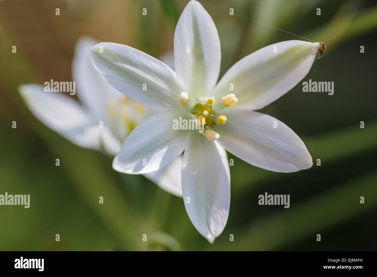 Star of Bethlehem Stock Photo - Alamy