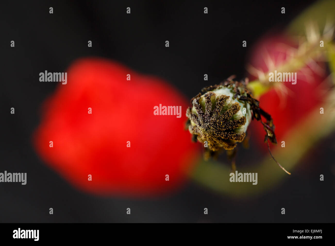 Poppy capsule poppy hi-res stock photography and images - Alamy