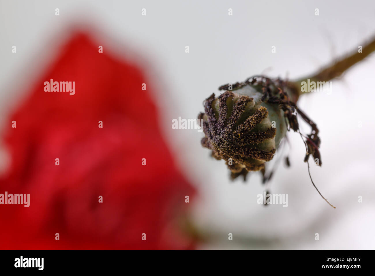 Poppy capsule poppy hi-res stock photography and images - Alamy