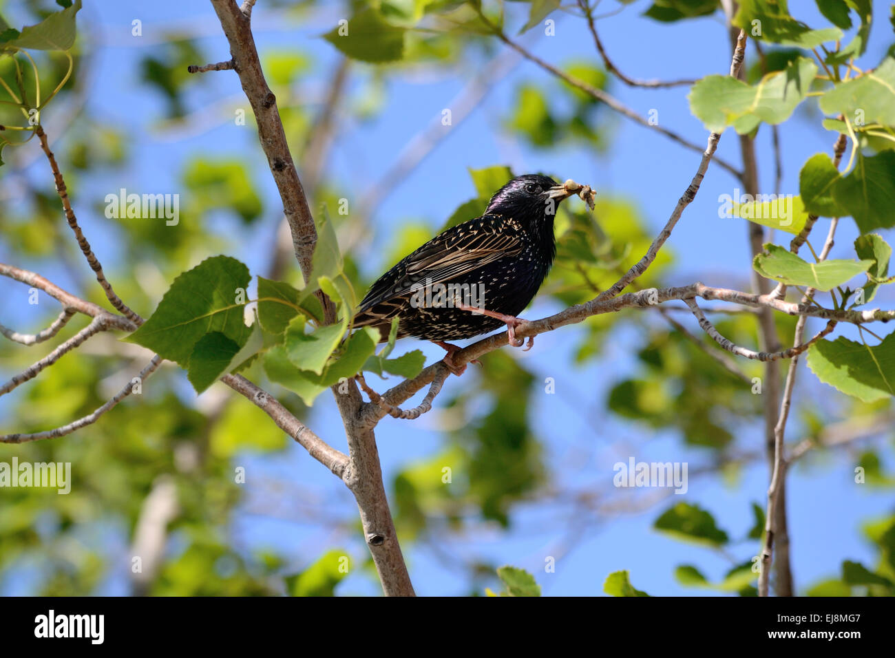 Star bird with worm in its beak Stock Photo - Alamy