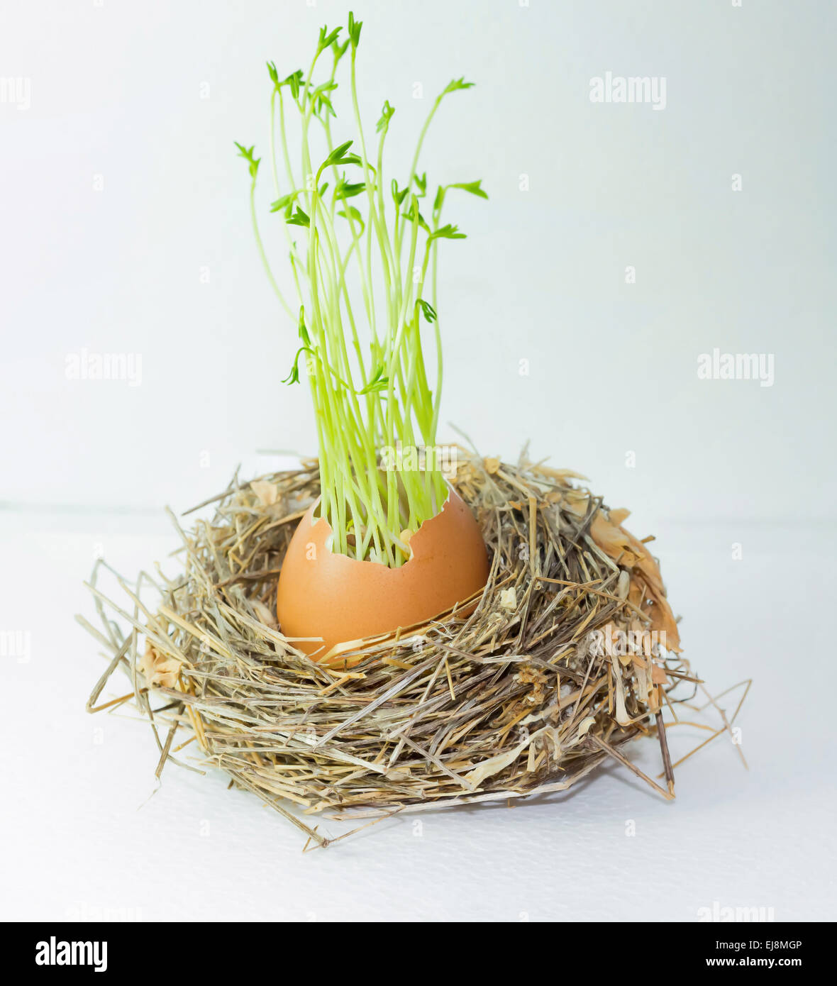 hatching of an egg in the nest and plant growth Stock Photo - Alamy