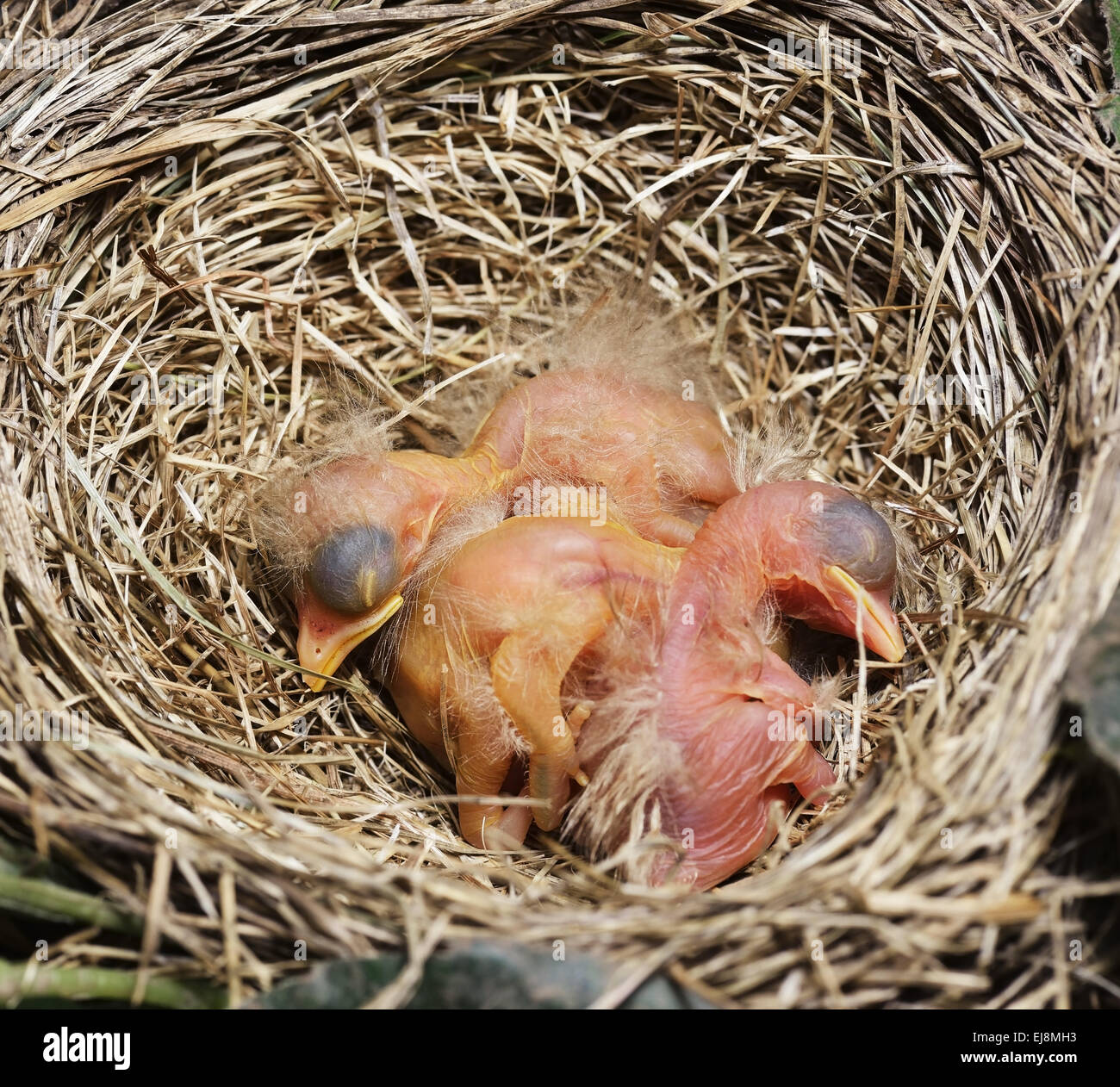 Close-Up Of Just Hatched Robin Chicks Stock Photo - Alamy