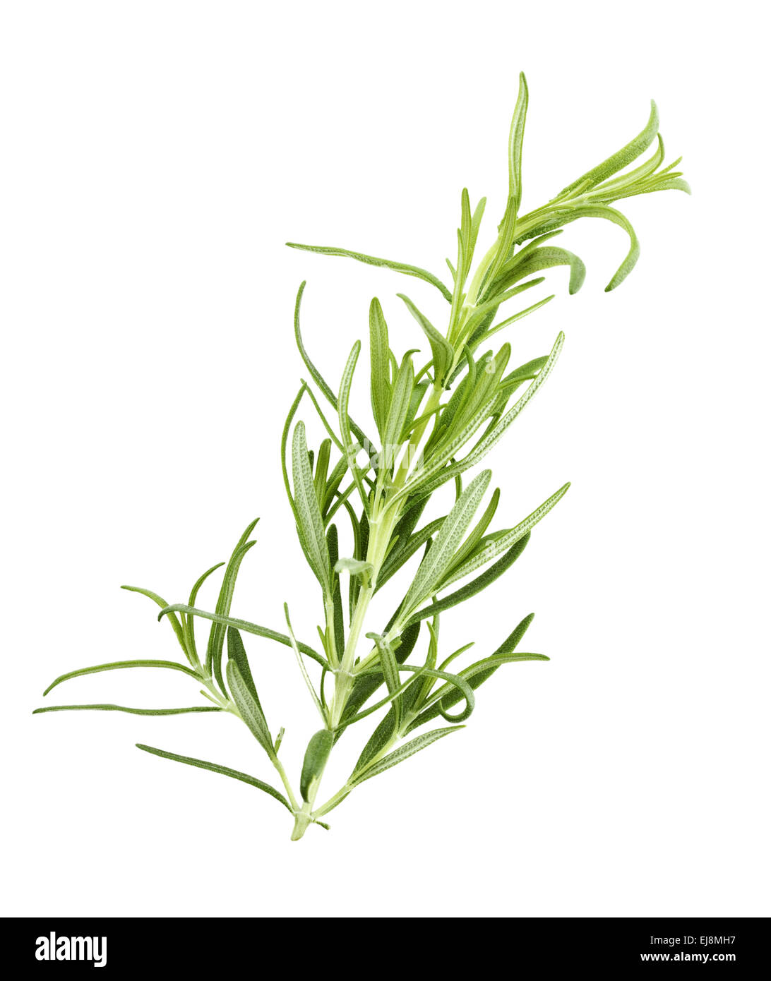Healthy rosemary branch hi-res stock photography and images - Alamy