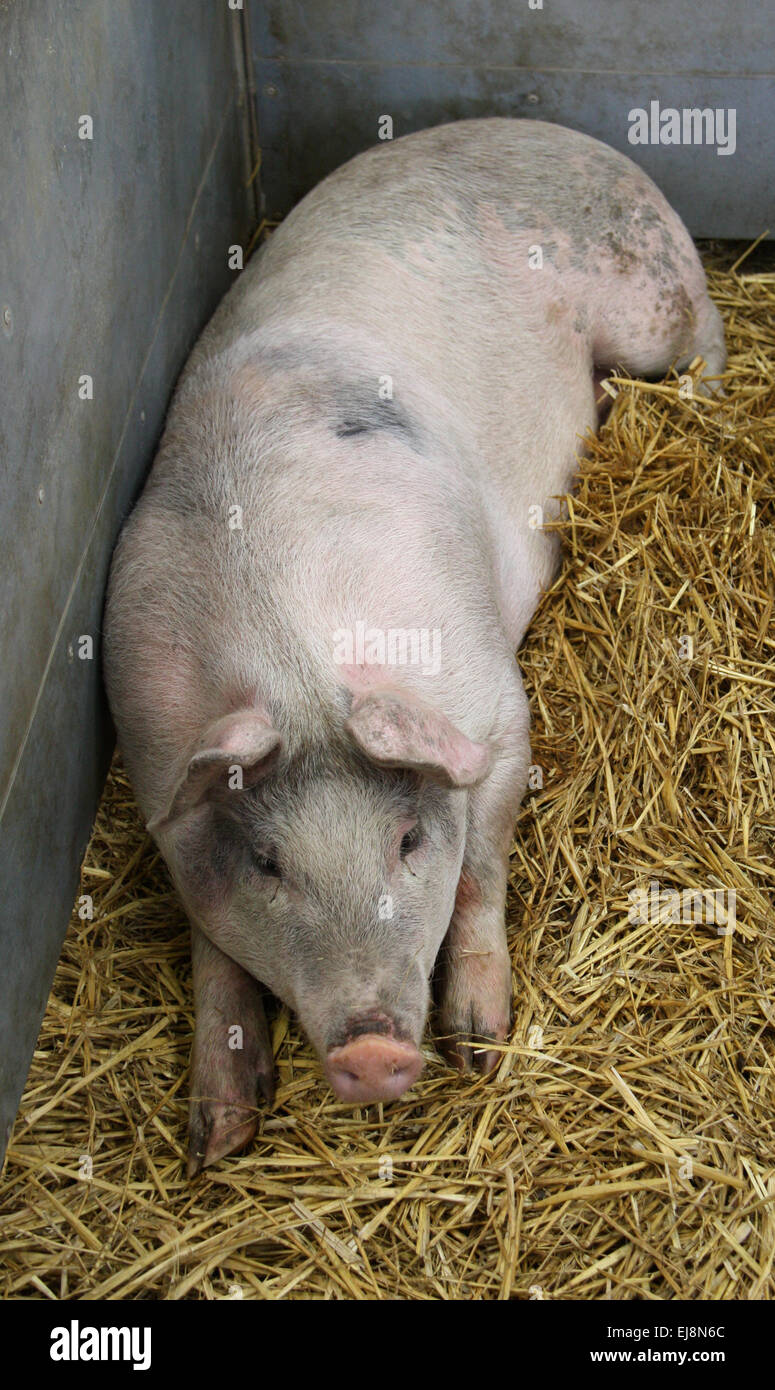 Pig pen hi-res stock photography and images - Alamy
