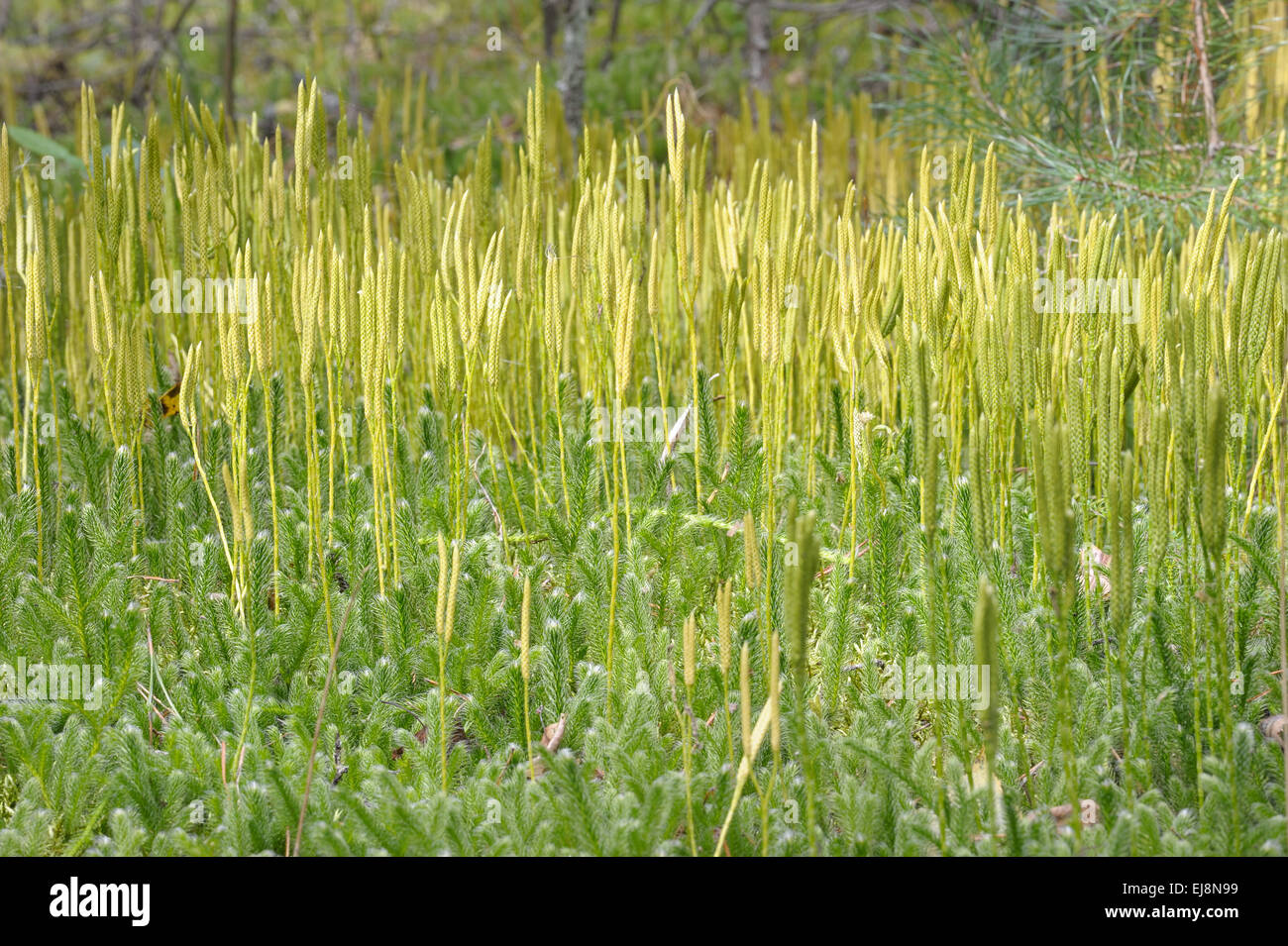 Lycopodium hi-res stock photography and images - Alamy