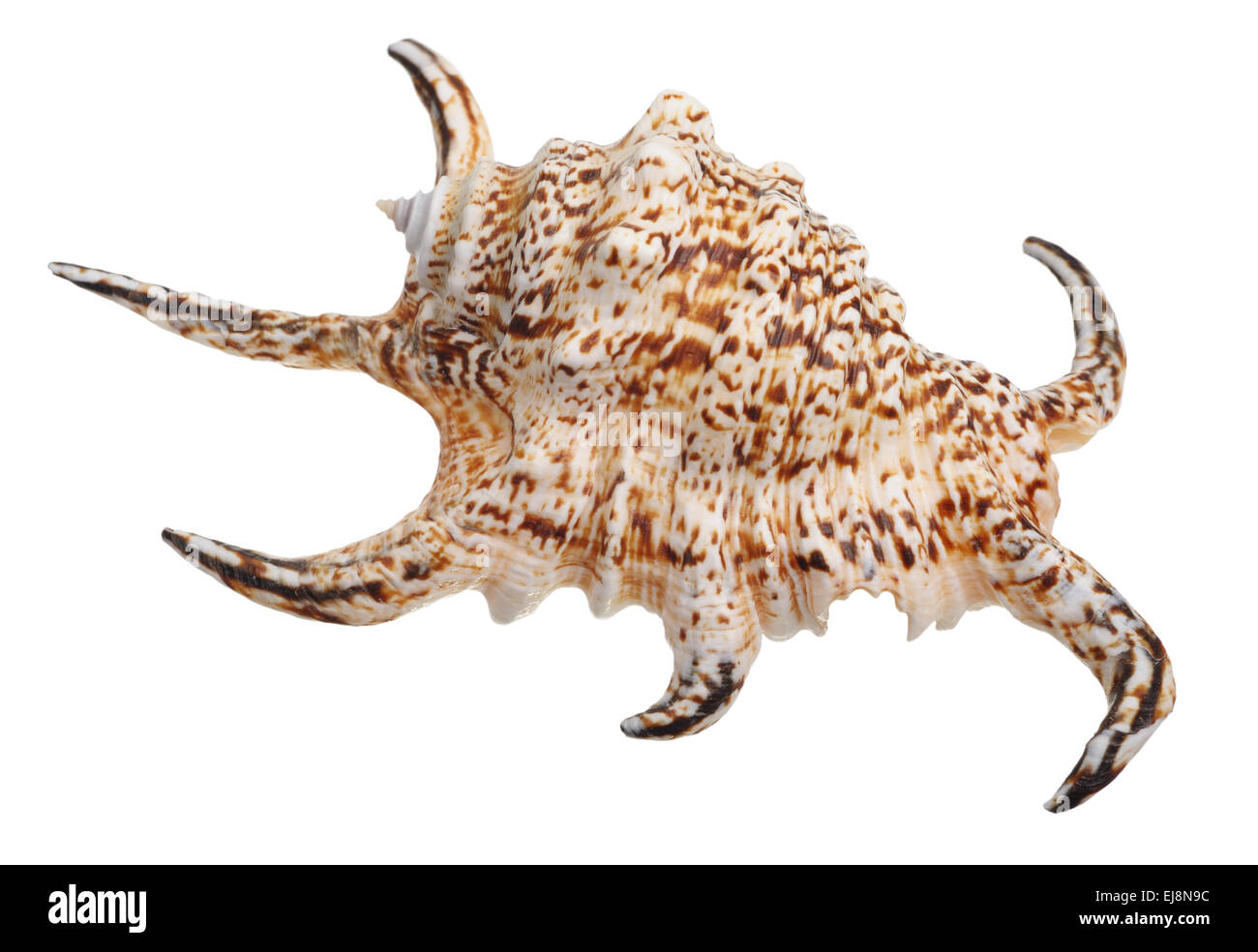 Shell with spikes hi-res stock photography and images - Alamy