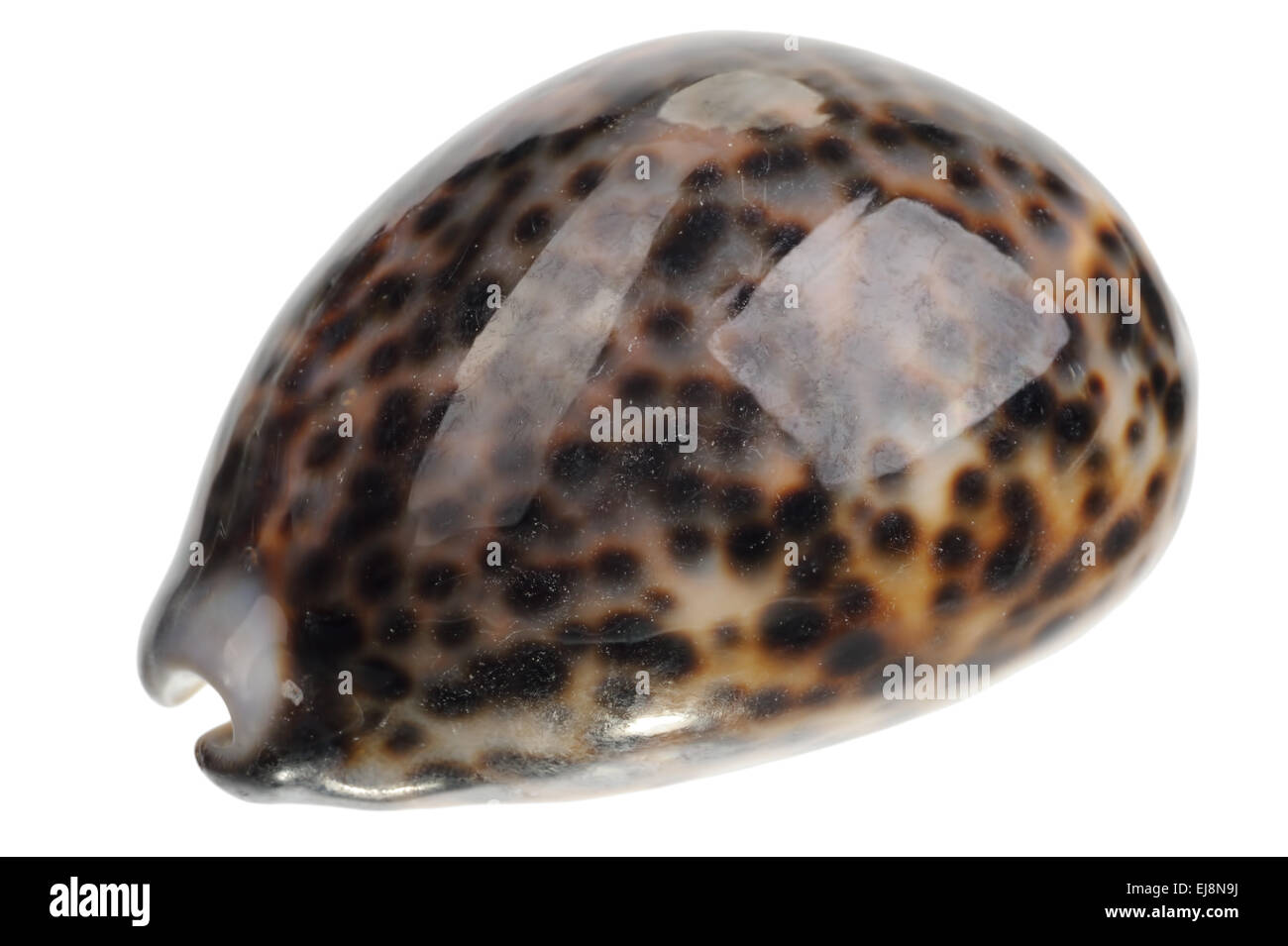 Smooth brown shell hi-res stock photography and images - Alamy