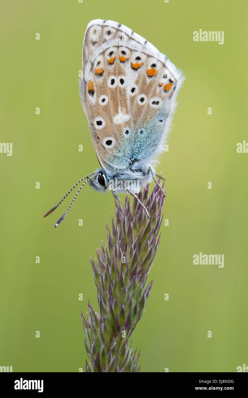 Adonis blue hi-res stock photography and images - Alamy