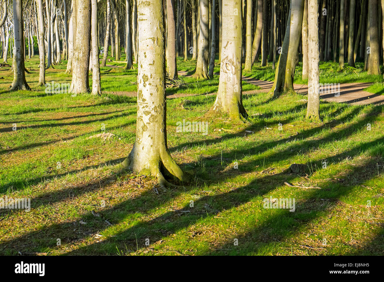 Tree trunks and shadows Stock Photo - Alamy