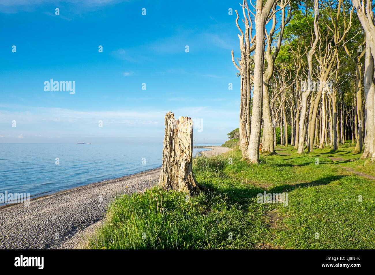 Beech trees at the Baltic Sea Stock Photo - Alamy