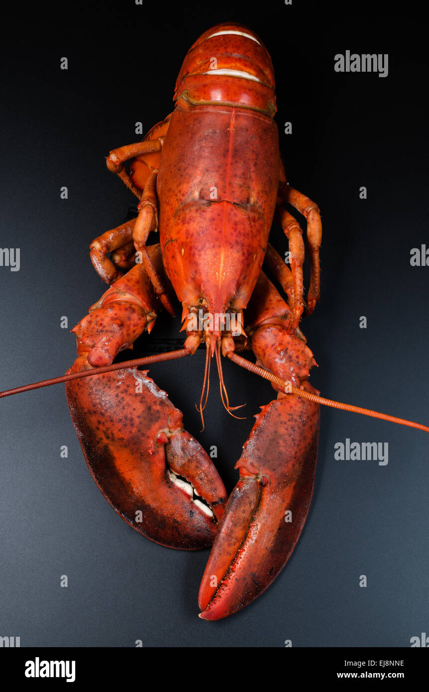 Lobster still life hi-res stock photography and images - Alamy