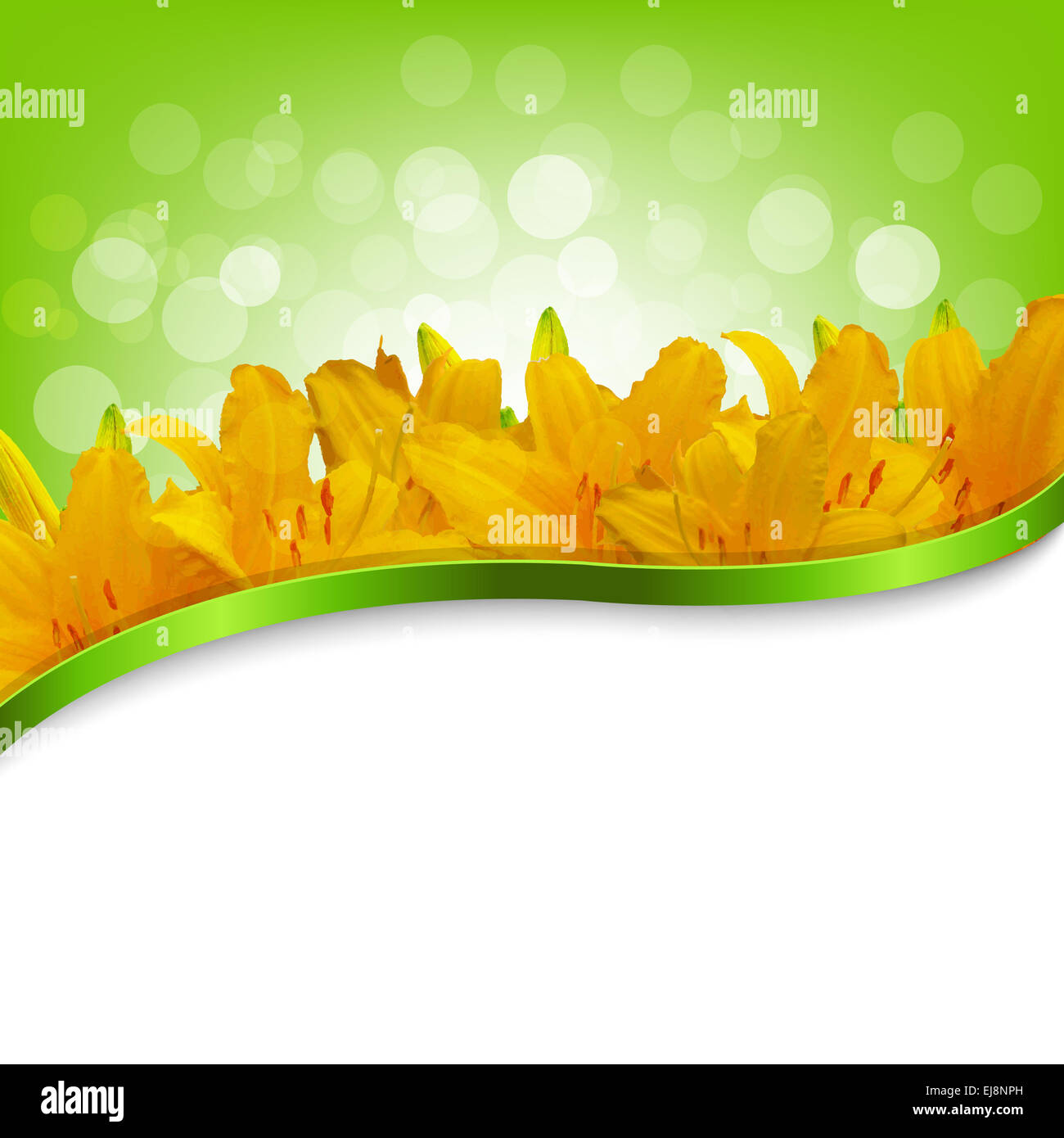 Two yellow lilies hi-res stock photography and images - Alamy