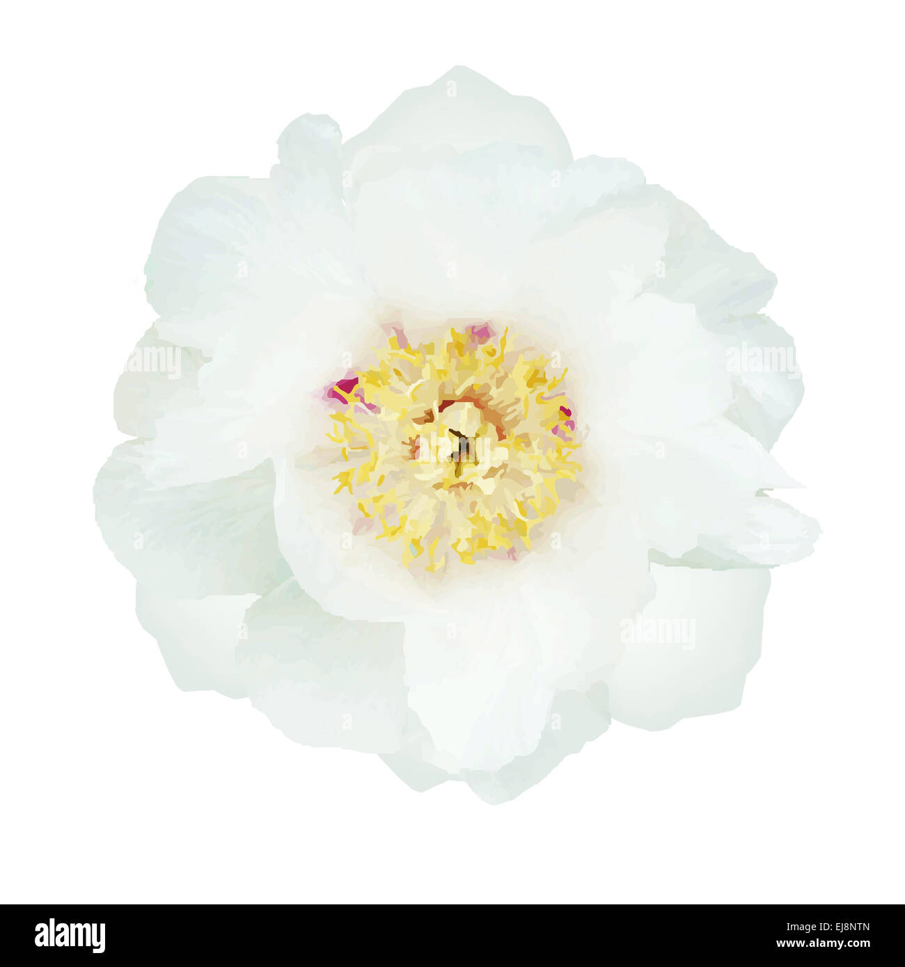 Peony pattern Cut Out Stock Images & Pictures - Alamy