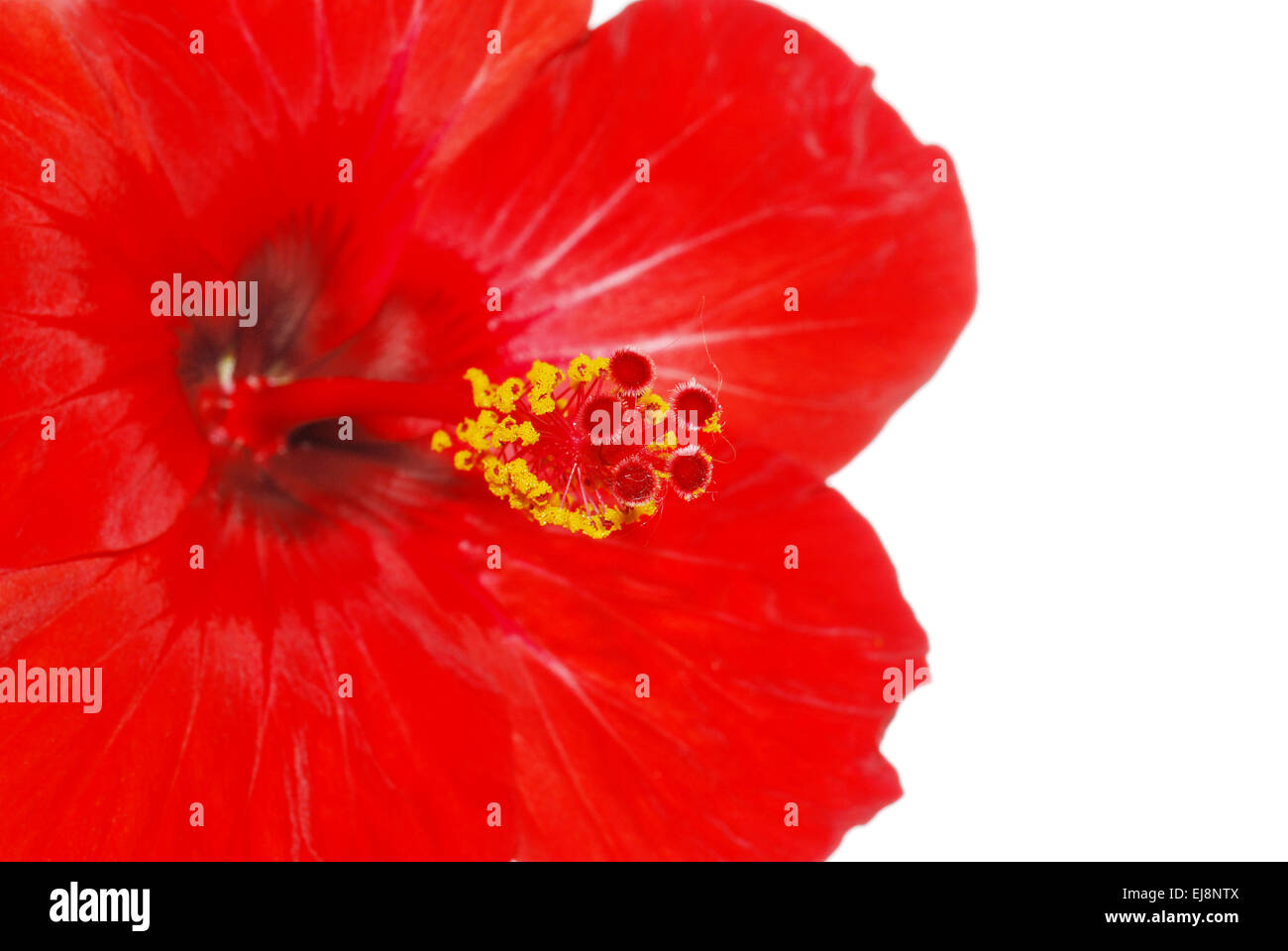 Red Hibiscus flower head Stock Photo - Alamy