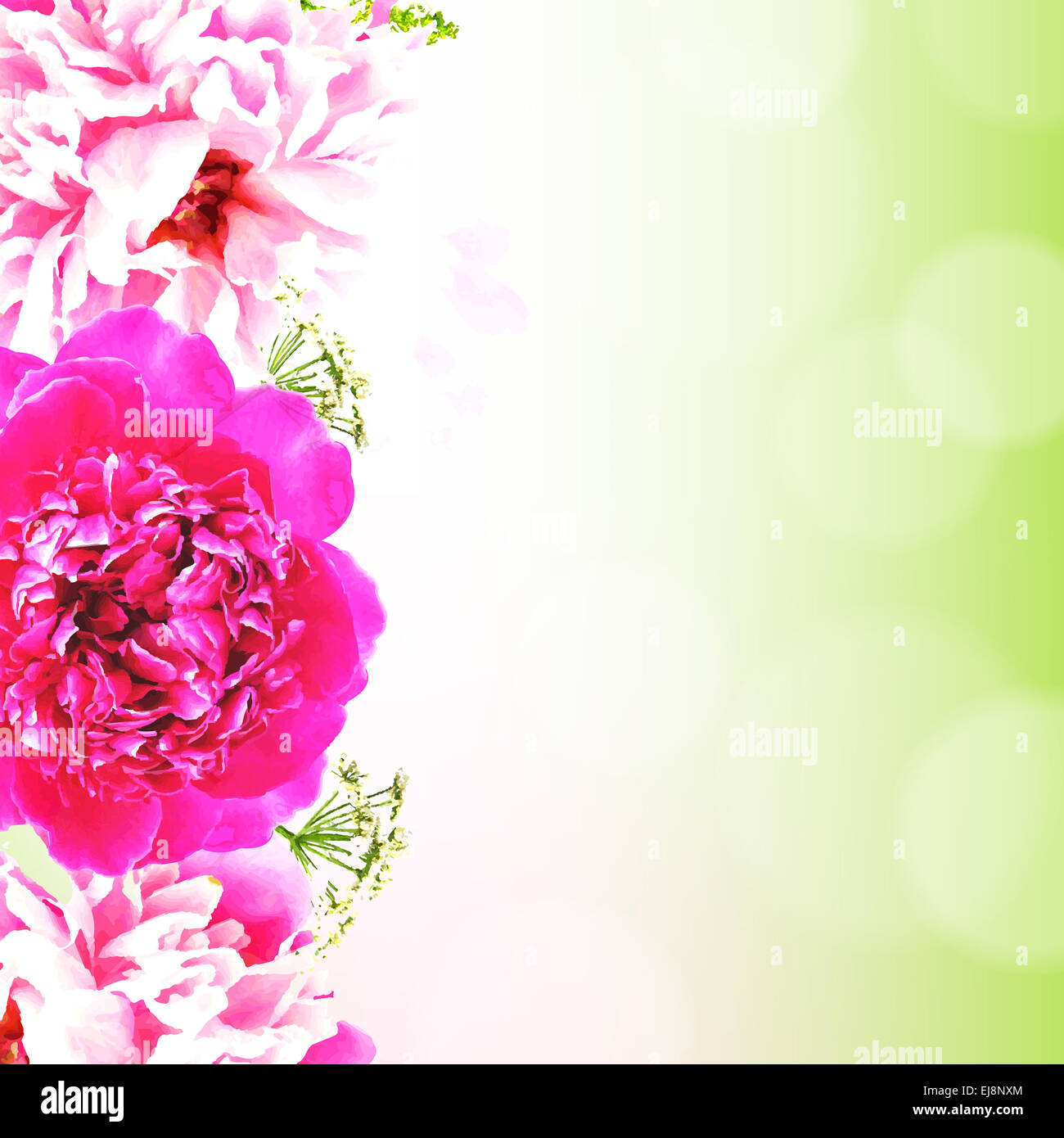 Peony border spring hi-res stock photography and images - Alamy