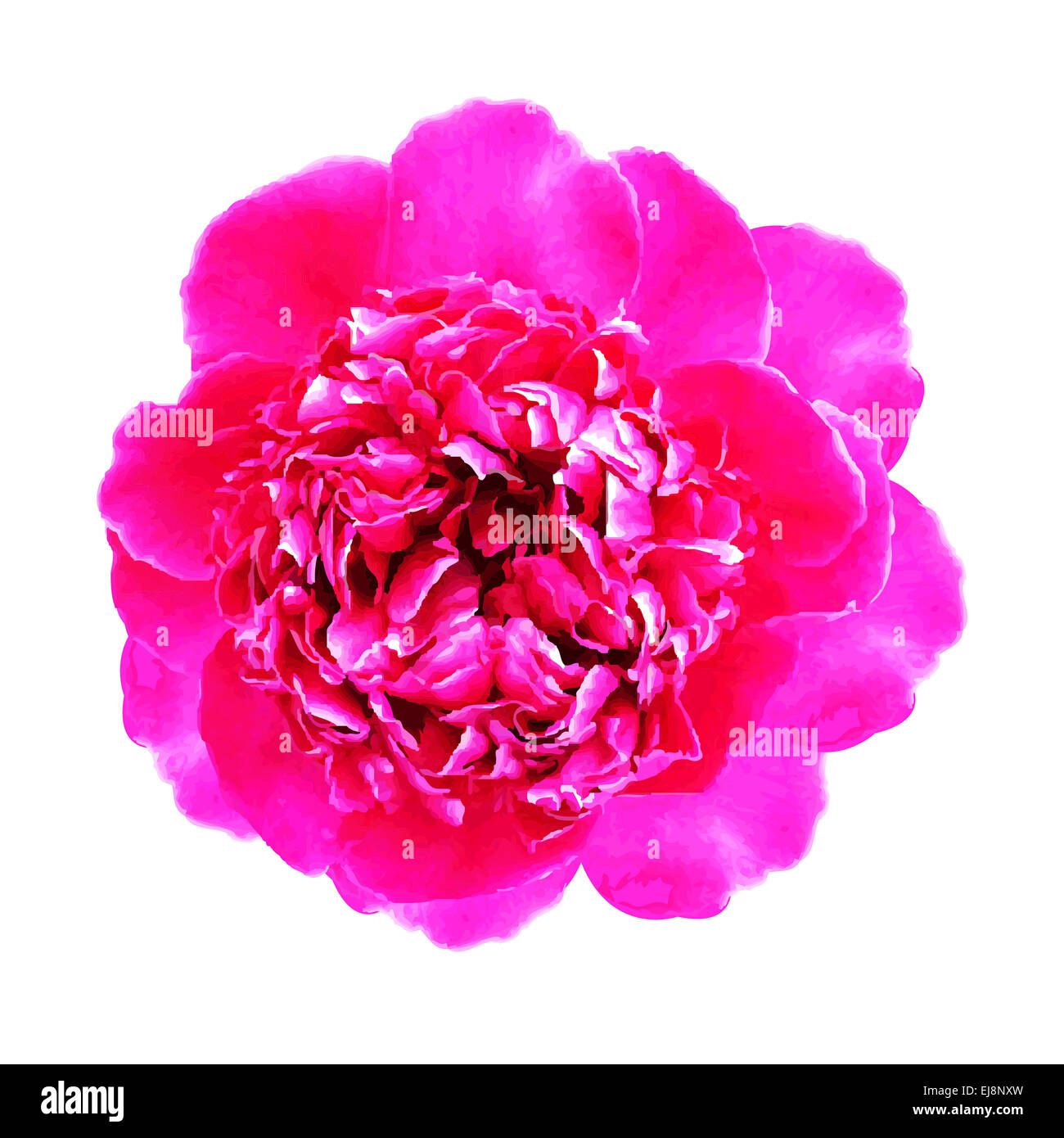 Peony border Cut Out Stock Images & Pictures - Alamy