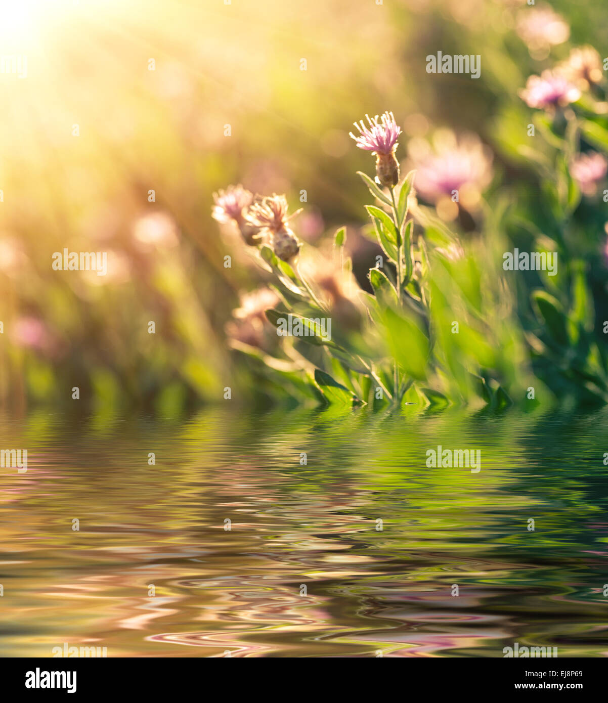 Beam backlit hi-res stock photography and images - Alamy