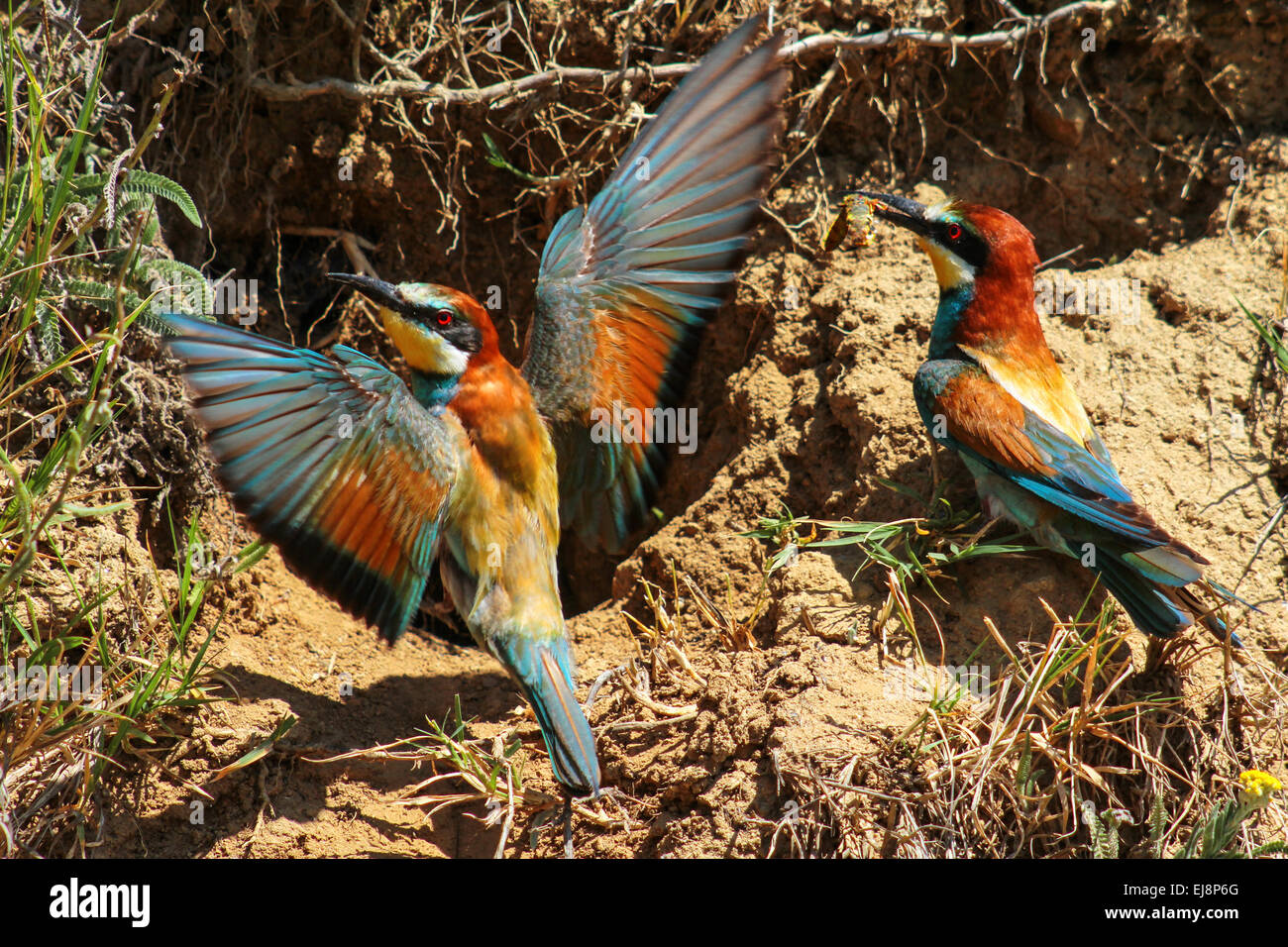 Bee-eaters next to their nest in the ground Stock Photo - Alamy