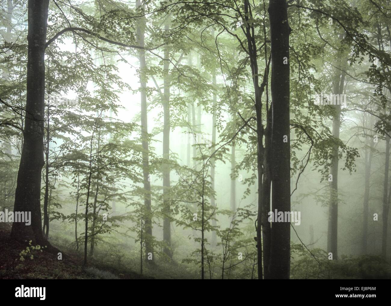 Fog in the forest Stock Photo - Alamy