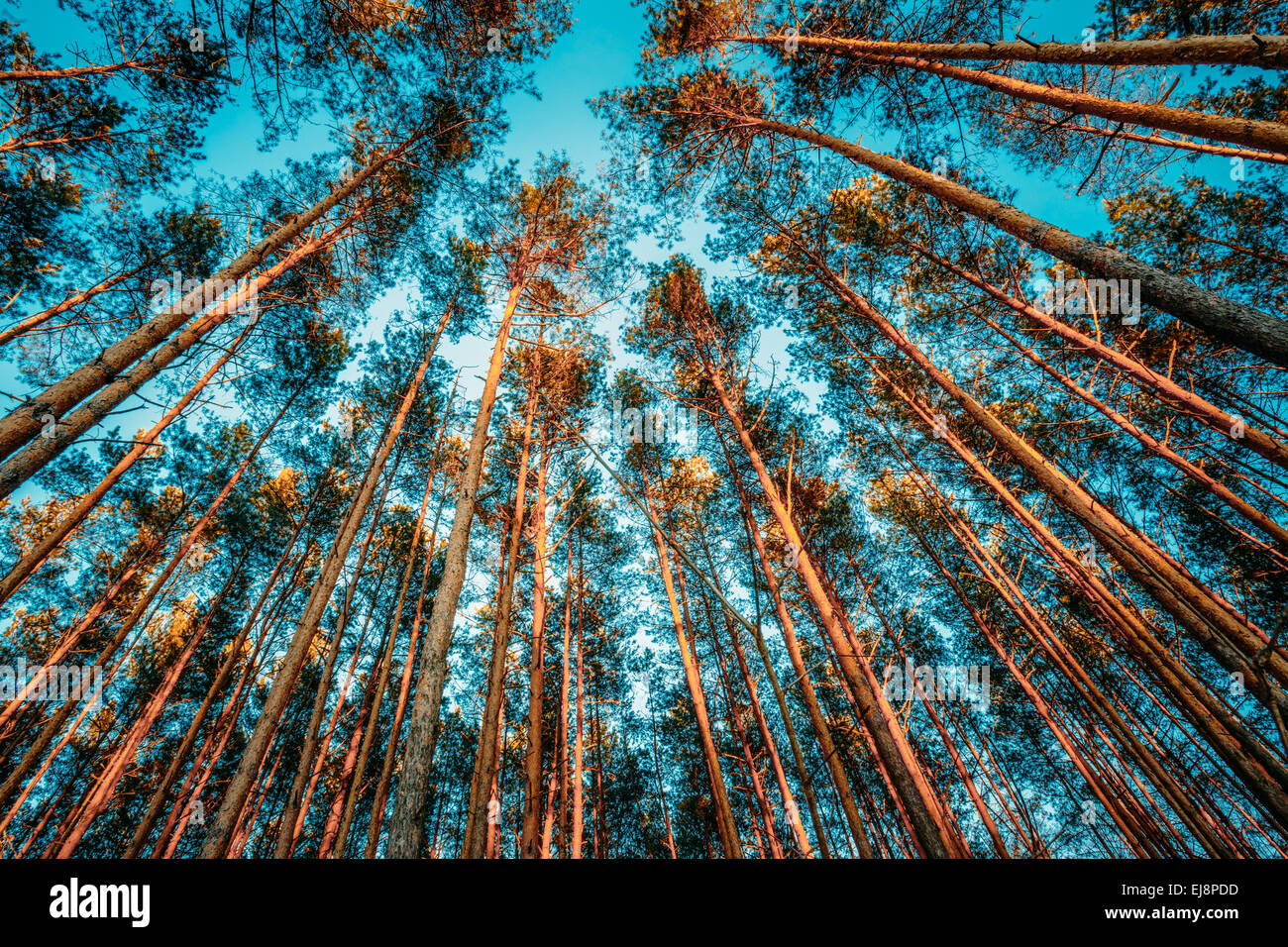 Canopy Of Tall Pine Trees. Upper Branches Of Trees In Coniferous Forest ...