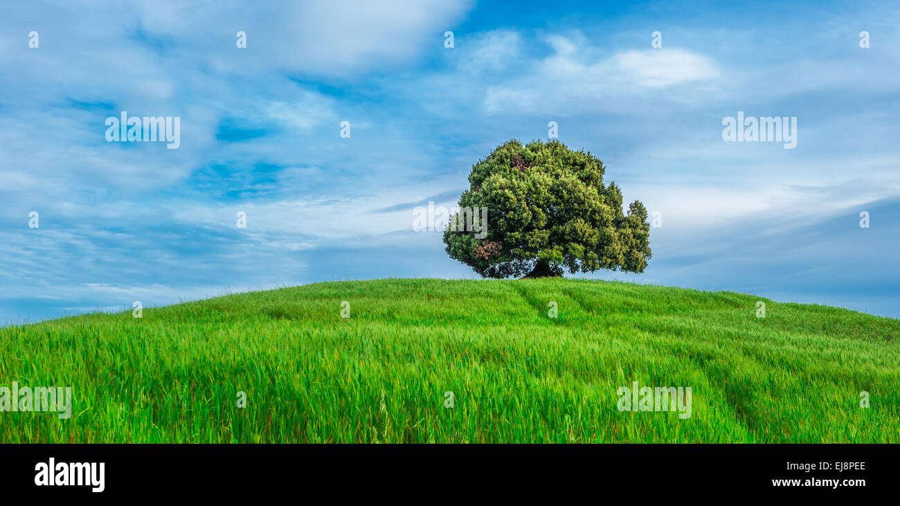 tree in the green field Stock Photo - Alamy