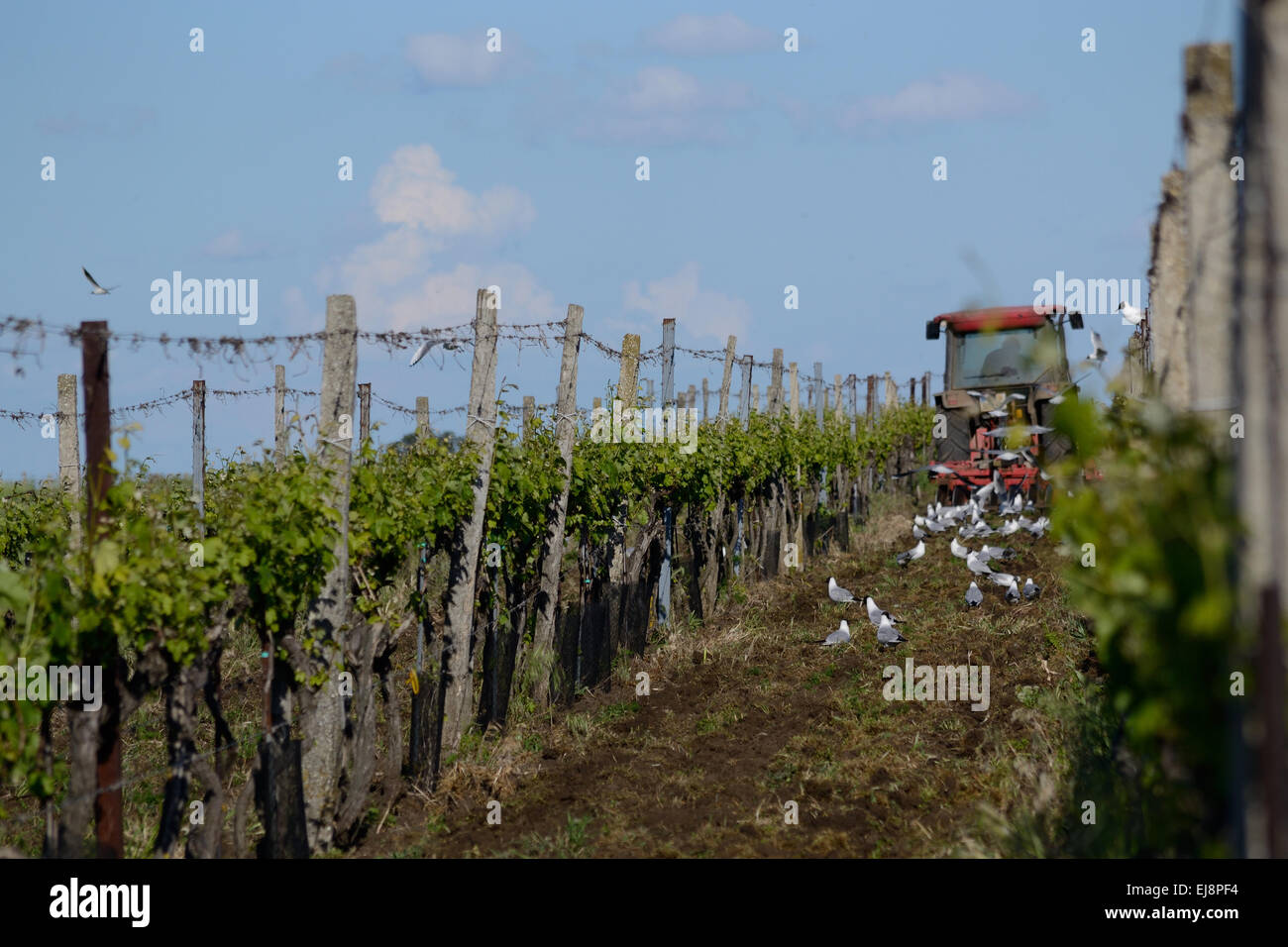 Tractor cultivating wine-growing region Stock Photo - Alamy